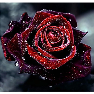 Garden Plant Seed Flower Seed 100Pcs Mixed Color Flowers Rose Seeds Multi Coloured Rose Flower Seeds Home Garden Plant