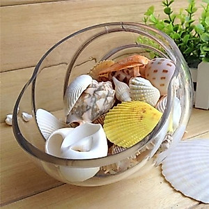 wsloftyGYd 100g Mixed Sea Beach Shells Crafts Seashells Aquarium Decor Photo Props