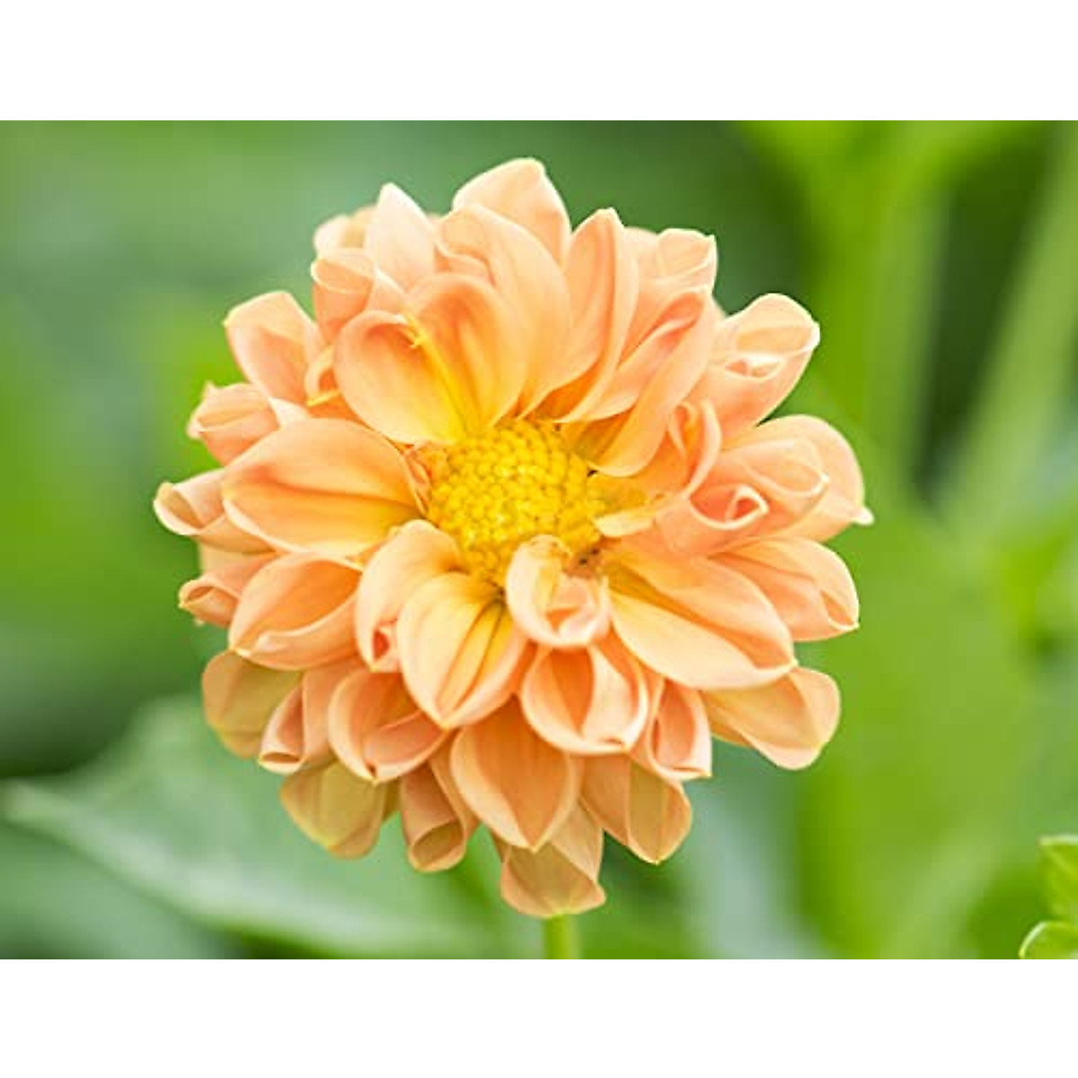 500+ Mix Colors Zinnia Seeds for Planting Outdoors, Heirloom Non-GMO 90% Germination, Open Pollinated, Wonderful Gardening Gifts