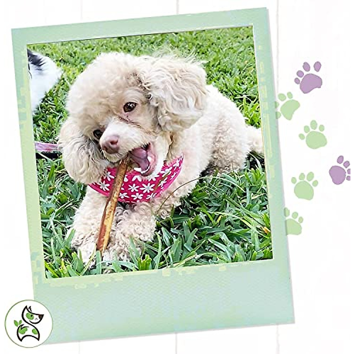 Nature Gnaws Mixed Bully Sticks for Small Dogs - Premium Natural Tasty Beef Bones - Simple Long Lasting Dog Chew Treats - Rawhide Free - 6 Inch