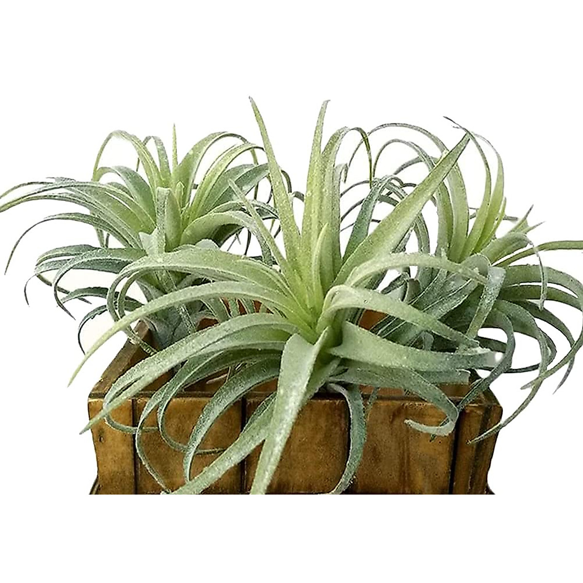 Artificial Air Plants Faux Succulents Plants Unpotted Small Tillandsia Look Real in Flocked Green Premium Crafting DIY Floral Decor for Home Garden Office Party, 3 pcs
