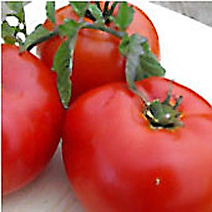 Siletz Tomato Seeds (20+ Seeds) | Non GMO | Vegetable Fruit Herb Flower Seeds for Planting | Home Garden Greenhouse Pack