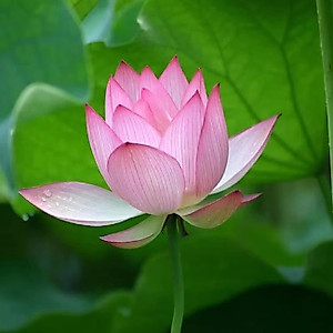 30+ Pcs Bonsai Bowl Lotus Seeds, Water Lily Flower Plant Seed Flowering Aquatic Fresh Garden Seeds for Pond Home Planting Ornamental(Mixed Color)