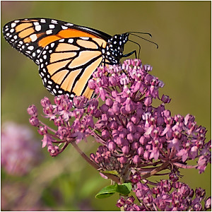 Seed Needs, Milkweed Seed Packet Collection to Attract Monarch Butterflies (5 Individual Seed Varieties to Plant) Heirloom & Untreated Seeds