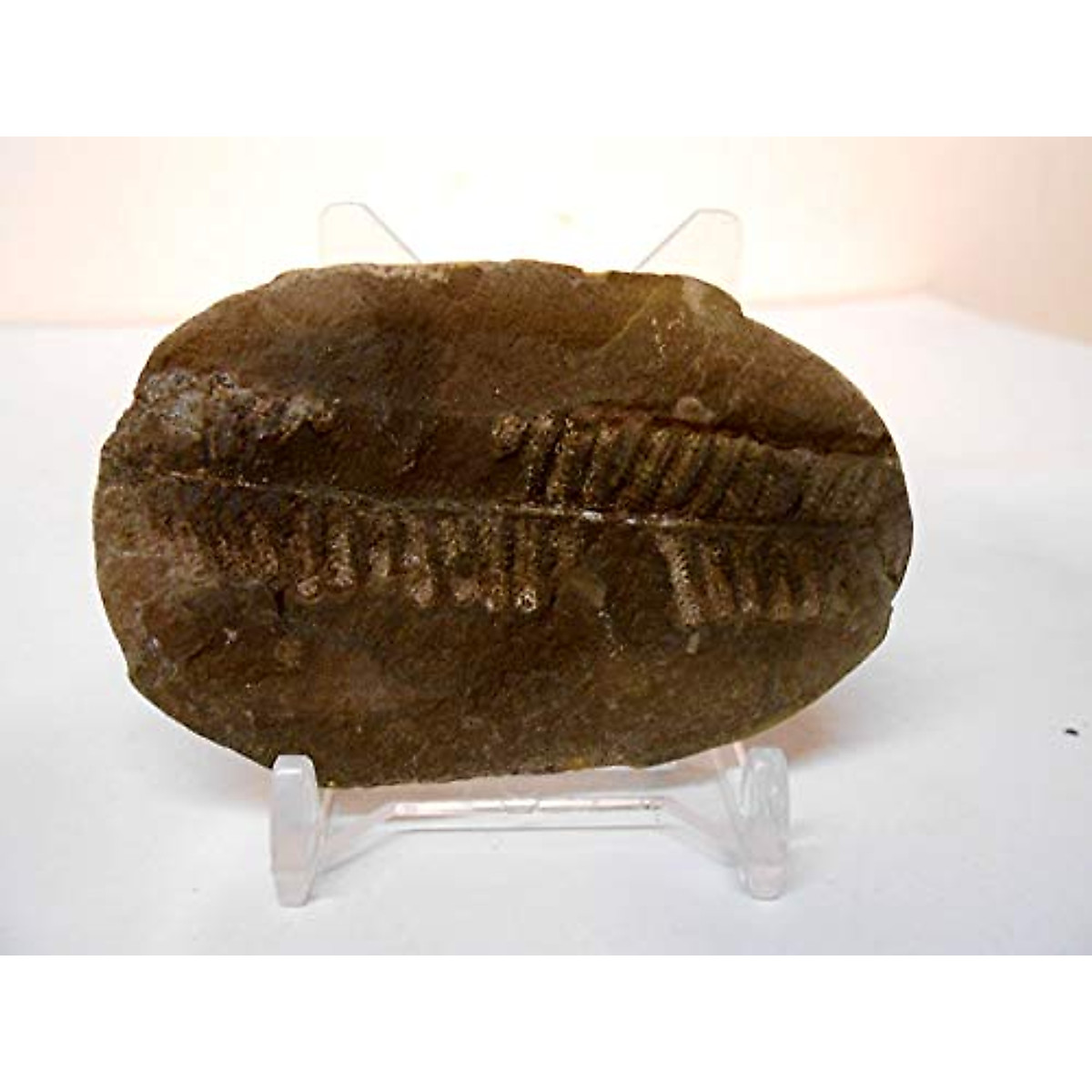 300 Million Yr Old Fern Fossil from Mazon Creek, Illinois w/Free Display Stand, Fact Sheet & 2nd Fossil