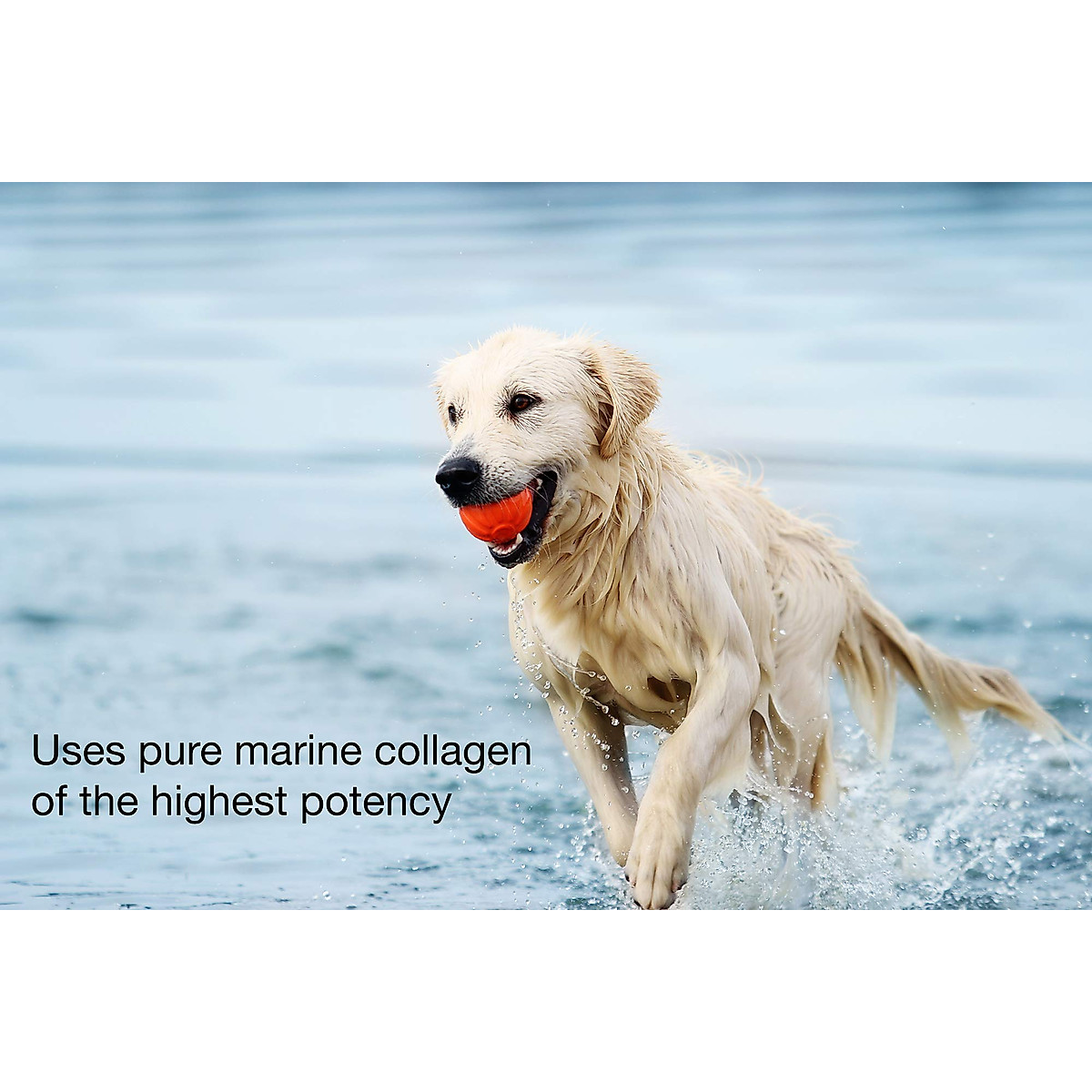 K9 Collagen Hip & Joint Supplement for Dogs - Fish Collagen Powder for Canines, Supports Healthy Joints, Improved Mobility, Pain Relief, Pet Wellness, Puppy Care, 1 Month Supply