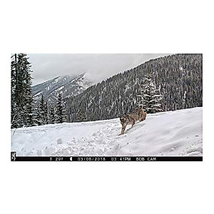 Browning Trail Cameras Strike Force Pro X 20MP Game Camera (10-Pack) Bundle with 32GB Memory Cards (20-Pack) and Card Reader (31 Items)