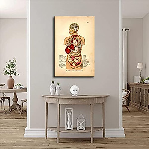 Internal Organs of The Human Body from The Household Physician 1905 Poster Canvas Print Wall Art Modern Bedroom Room Aesthetics Decoration Boys Women Gift (08x12inch-No Framed)