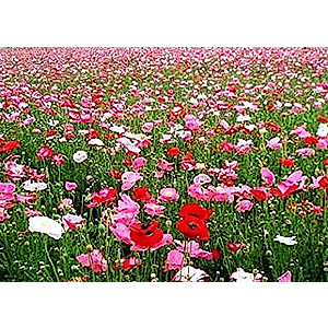 50,000 Shirley Poppies Seeds: Pastel Poppy Seeds