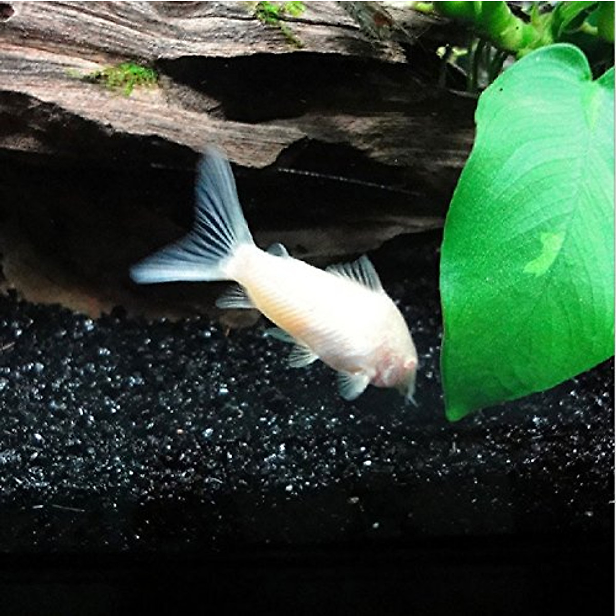 1 LB Gorgeous Aquarium Decoration - Aquarium Black Bottom Sand - Succulents Pavement