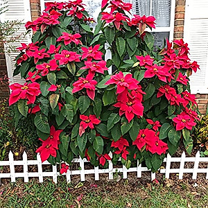QAUZUY GARDEN 100 Poinsettia Seeds, Mexican Flameleaf, Christmas Star Flower, Easter Flower, Painted Leaf, Striking Perennial Flowering Shrub Bush Tree Plant, Low-Maintenance