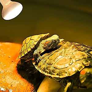 Dallfoll 2 Pack Reptile Heat Lamp Bulbs, 50W Amphibian UVA Basking Light Bulbs, Reptile Daylight Spot Light Bulbs for Turtle, Lizard, Beard Dragon