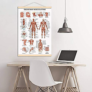 WEROUTE The Human Muscular System Chart Hanging Scroll Frame Canvas Print Human Anatomical Poster (16.5 x25)