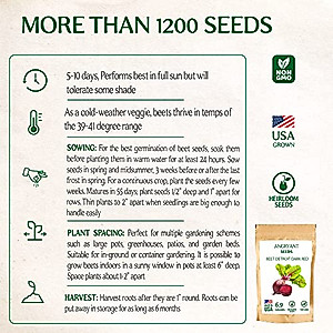 Heirloom Detroit Dark Red Beet Seeds for Planting - 1,200+ Non-GMO Seeds - 100% USA Grown - Suitable for Indoors and Outdoors Home Vegetable Garden - Easy to Grow Sweet Beets with Deep Crimson Flesh