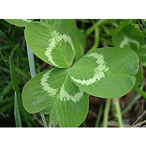 200+ Lucky Clover Flower Seeds Meadow Fields Creeping Plants Rare Wild Grass