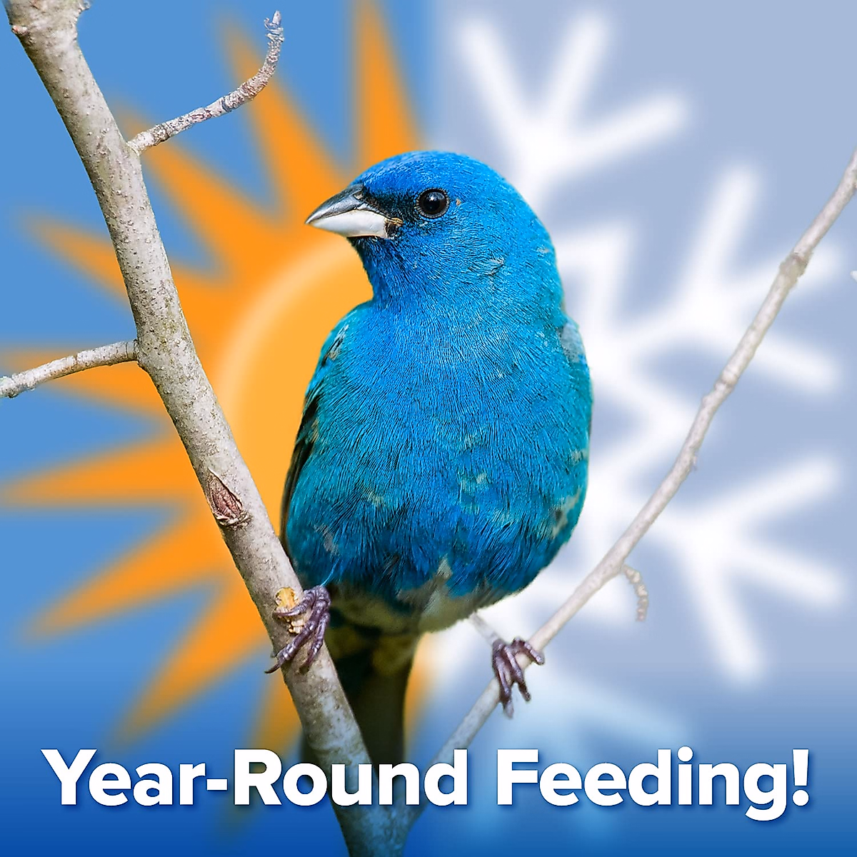 Blue Seal White Safflower Wild Bird Seed | High in Fats and Protein | Attracts Variety of Birds | 4 Pound Bag