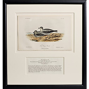 The Gray Petrel