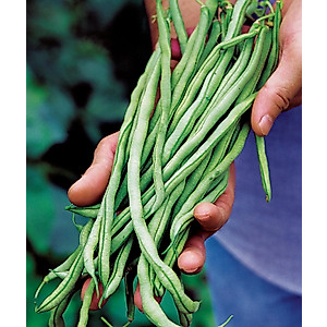 Burpee Fortex Pole Bean Seeds 2 ounces of seed