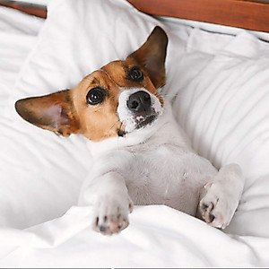 LinenEra Duvet Cover Oversized King Size [3-Piece,Stone Grey]-1 Comforter Protector with 2 Pillow,Zipper Flap & Corner Ties Luxury 100% Cotton - 600 TC Ultra Soft,Cool and Breathable Comforter Cover