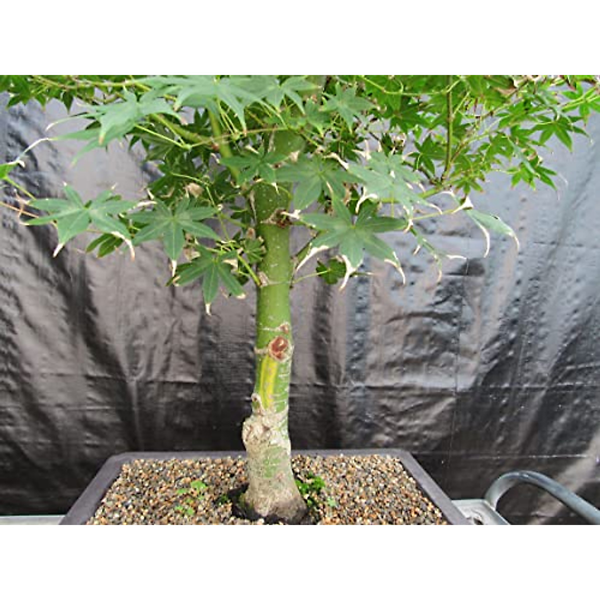 51 Year Old Golden Prosperity Japanese Maple Specimen Bonsai Tree