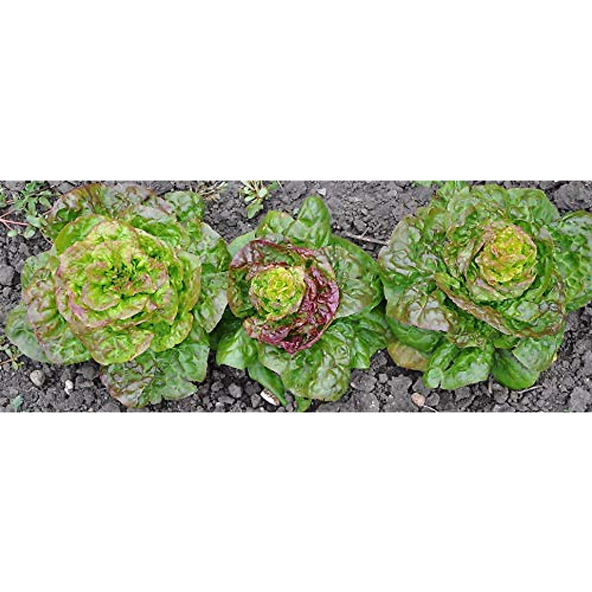 "Prizehead" Lettuce Seeds for Planting, 1000+ Heirloom Seeds Per Packet, (Isla's Garden Seeds), Non GMO Seeds, Botanical Name: Lactuca Sativa, 85% Germination Rates, Great Home Garden Gift