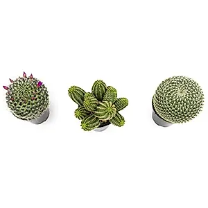Altman Plants, Assorted Cactus Plants Live Plants (3PK), Cactus Plant Live Succulents Plants Live Cactus Decor, Indoor Plants Live House Plants in Cactus Soil, Live Cacti Plants Live Succulent Plants
