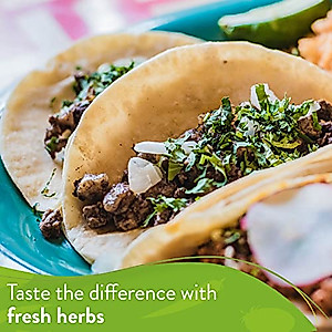 500+ Santo Cilantro Seeds for Planting Indoors or Outdoors - Non-GMO, Heirloom Herbs, Coriander Plant Seeds - Cilantro Herb Seeds for Your Indoor Herb Garden