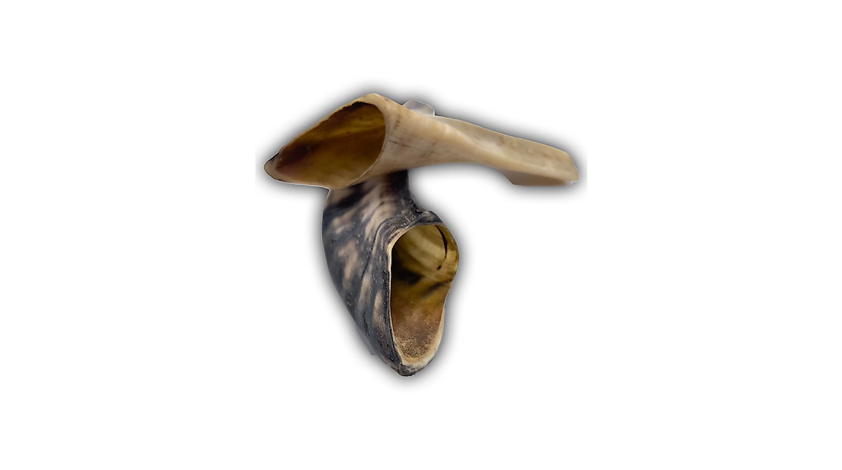 Real Shofar for Kids - Small & Natural | MUNDO JUDAICO