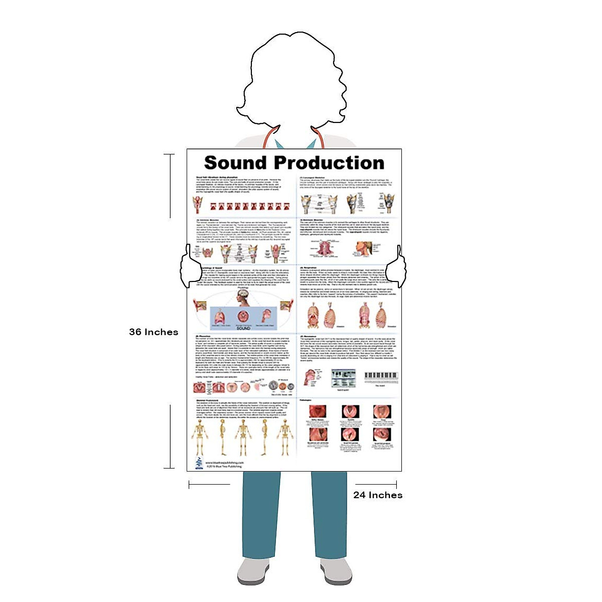 Larynx, Sound Production, Speech Articulation, Articulation LP 24x36 inch, 4 Poster Set