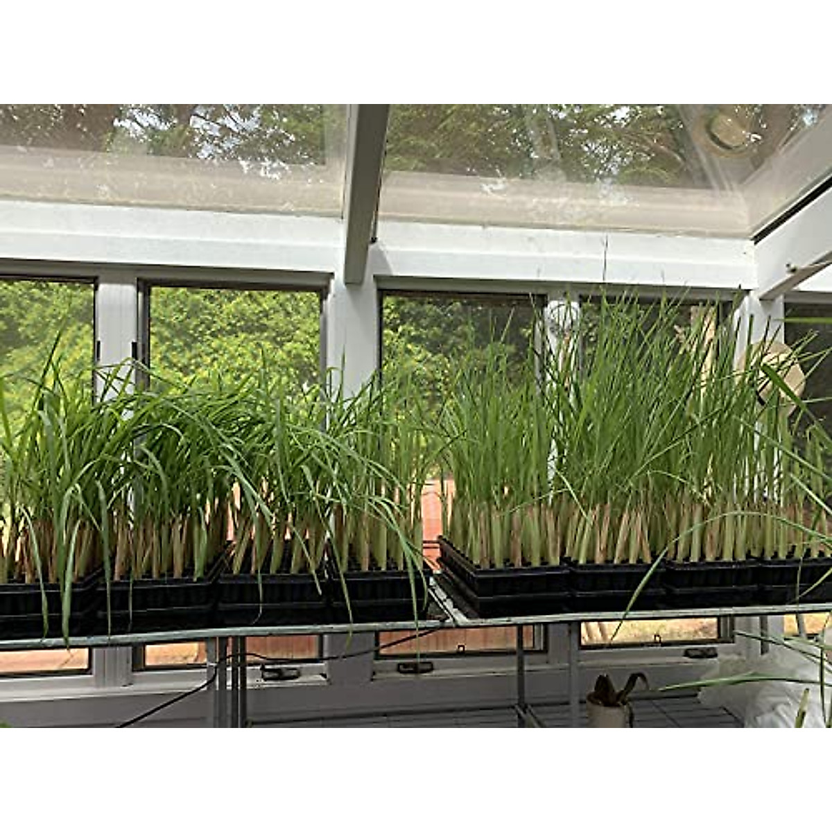 Lemongrass Rootstalk (Cymbopogon Citratus) 2 Live Plants