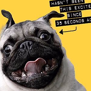 Hallmark Shoebox Funny Birthday Card (Excited Pug)