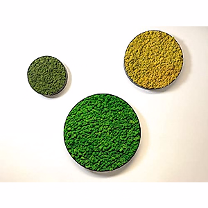 prefleur Preserved Reindeer Craft Moss Natural Green DIY Kit Terrariums Gardenning Art Wall Florist Decor Easter Table Decor Wedding Decor (3 OZ)(Green-02)