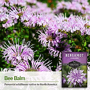 Survival Garden Seeds - Bergamot Herb (Bee Balm) Seed for Planting - Packet with Instructions to Plant and Grow Lavender Monarda Wildflowers in Your Home Vegetable Garden - Non-GMO Heirloom Variety
