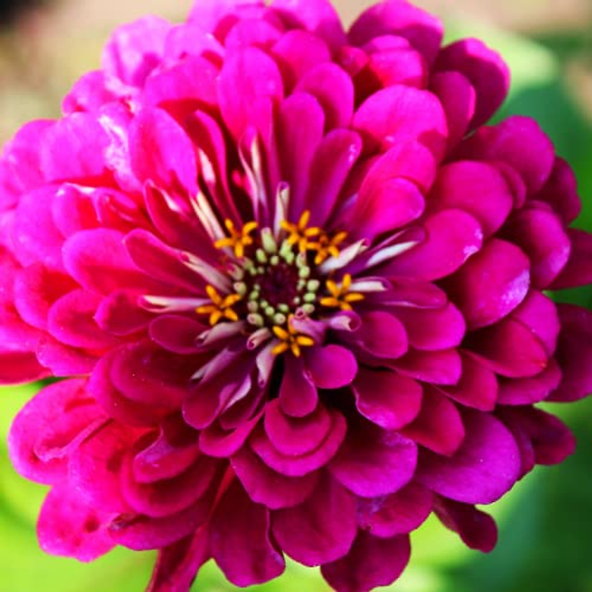Park Seed Park's Picks Purple Zinnia Seeds, Pack of 50 Seeds
