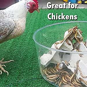 Superworm 300 Live Superworms (Large)-Bulk and Organic from FL