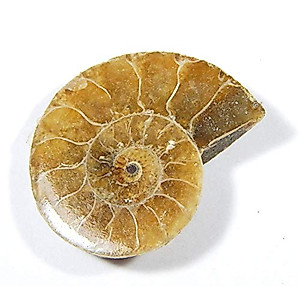 XUETZALCOATL Sureshvarah Sudarshan Shaligram 1.5cm - 2.5cm from Kali Gandaki 1 pcs