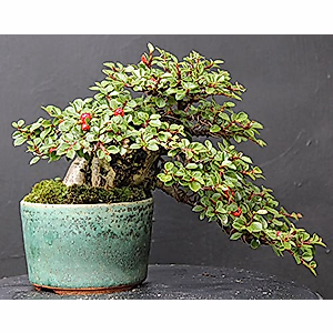 Horizontal Rockspray Cotoneaster Horizontalis Shrub 15 Seeds for Planting Non-GMO