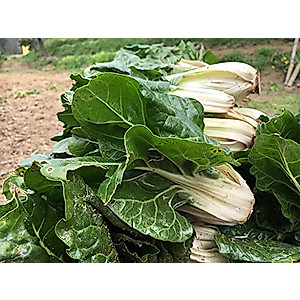 Silver Ice Swiss Chard, 300 Heirloom Seeds Per Packet, (Isla's Garden Seeds), Non GMO Seeds, Botanical Name: Beta vulgaris VAR. cicla