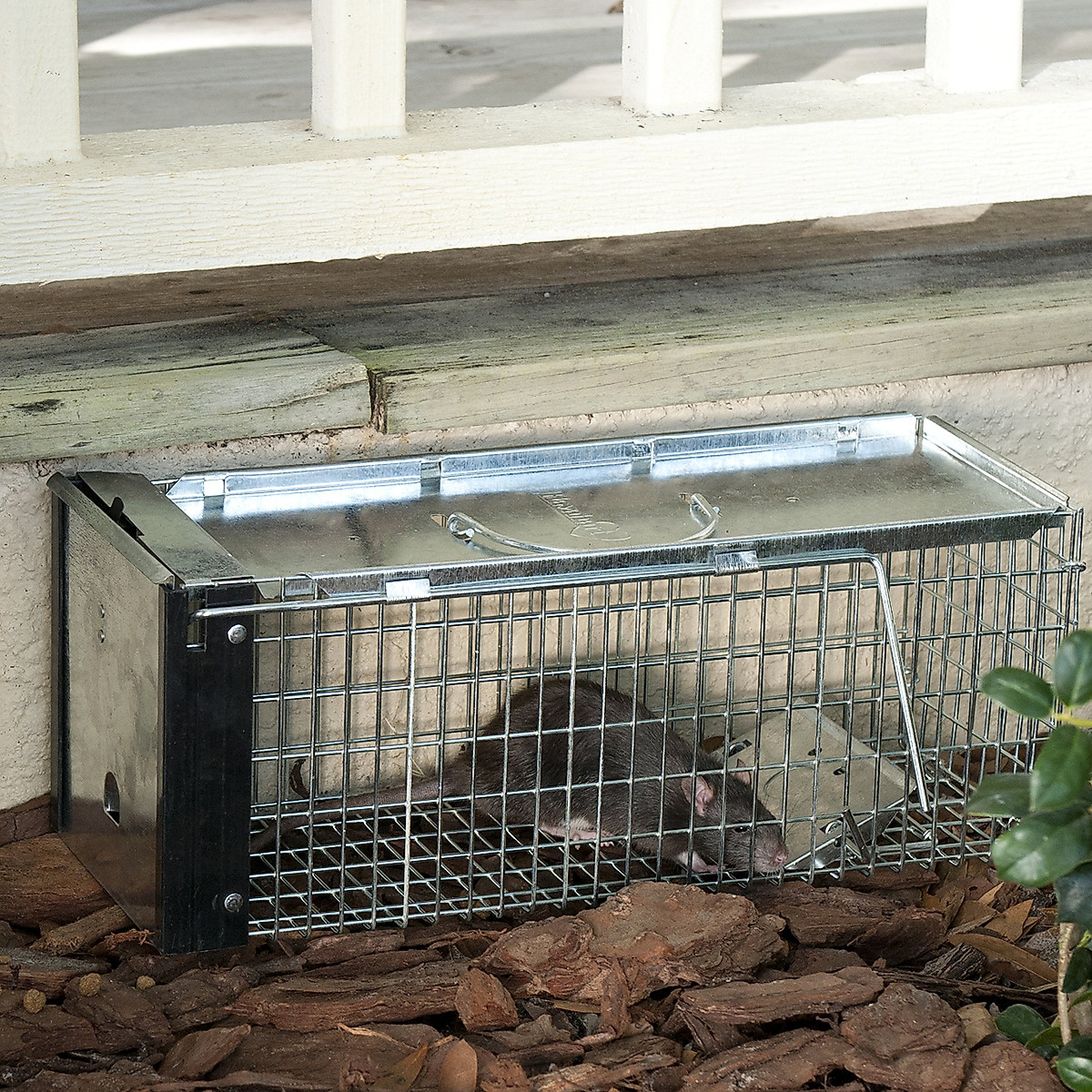 Havahart 0745 Extra Small 1-Door Humane Catch and Release Live Animal Trap for Squirrels, Chipmunks, Rats, Weasels, and Small Animals