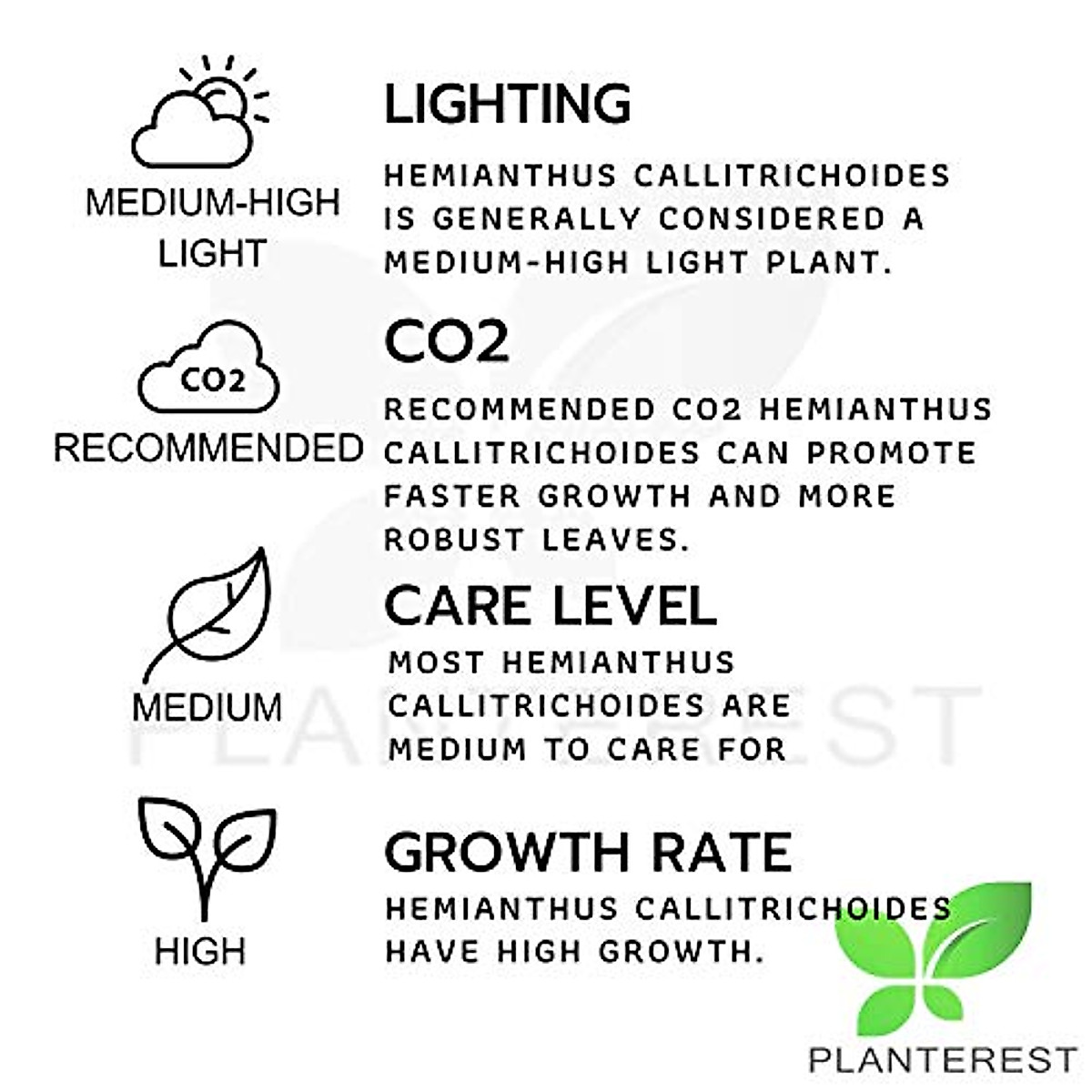 Planterest - Dwarf Baby Tears Hemianthus Callitrichoides 'Cuba' Potted Live Aquarium Plant Tropical Freshwater Decorations BUY2GET1FREE