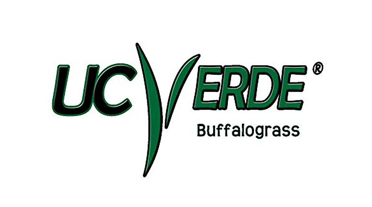 UC Verde Buffalograss Plugs - Eco-Friendly Turf Grass