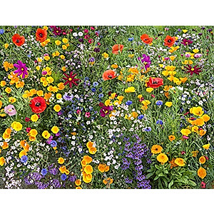 Birds, Bees, and Butterflies Mix Flower Seeds, 500+ Seeds Per Packet, Variety of Wildflowers! (Isla's Garden Seeds), Non GMO & Heirloom Seeds, Great Flower Mix for Home Garden Landscape