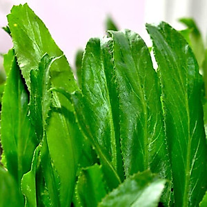 3000 Culantro Seeds - NGO GAI - AKA Recao, Sawtoothfitweed, Mexican Coriander Herb, Spiritweed, Stinkweed, Duck-Tongue herb, Sawtooth, or Saw-Leaf herb, Long Coriander Herb Seeds