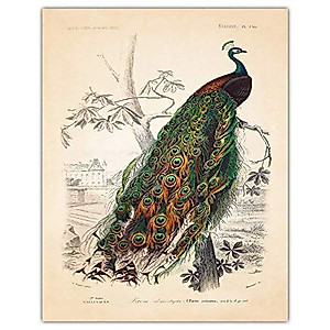 Vintage Peacock: Unique Bird Wall Art Poster Print for Home, Farmhouse, Office, Dorm, Living Room & Bedroom Decor - Housewarming Gift Idea for Bird Prints Lovers| Unframed Posters 11x14