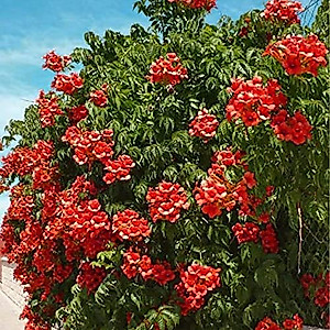 QAUZUY GARDEN- 20 Dark Red Hummingbird Trumpet Vine Seeds Hardy Striking Vine Plant for Garden and Outdoor Hummingbirds Love It