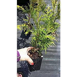 10 Thuja Green Giant Arborvitae 8-12" tall trees