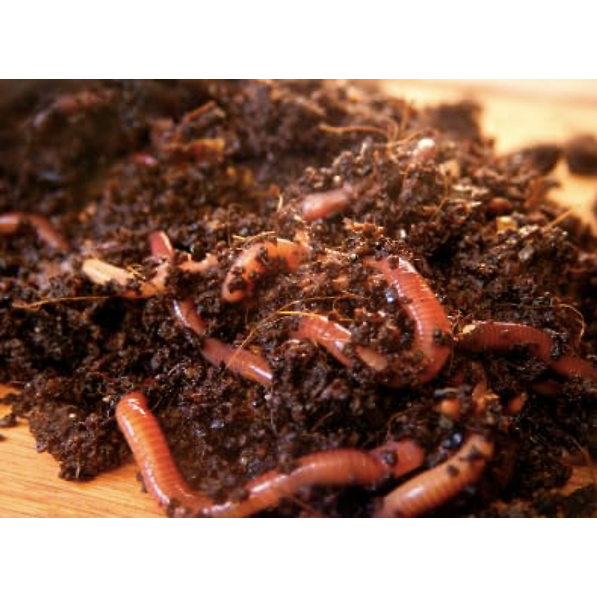 HomeGrownWorms - 250+ (1/4LB) Live Red Wiggler Composting Worms - Live Delivery - Vermicomposting Garden Red Wrigglers - Eisenia Fetida - Wiggle Worm Farm
