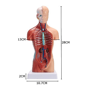 Professional Medical Anatomy of Human Organ System Trunk Thoracic Cavity Structure Model of The Internal Organs