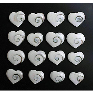 5pcs Natural Sun Shell Fossil Fossil Specimen Crystal Love Heart Reiki Shiva Eye