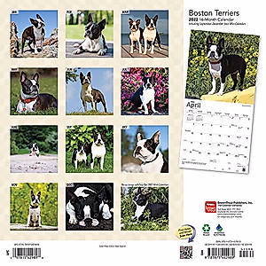 Boston Terriers 2022 12 x 12 Inch Monthly Square Wall Calendar, Animals Dog Breeds DogDays
